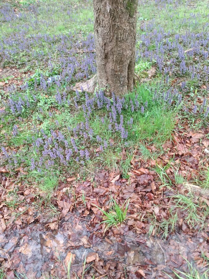 Ajuga Patch Growing Next To a Tree Stock Image - Image of summer ...