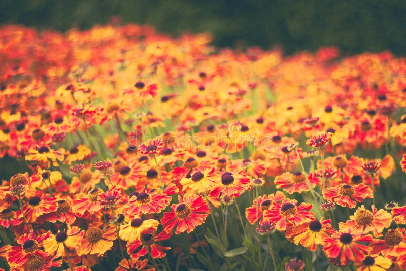 Huge Amount Orange Flowers Field Stock Photos - Free & Royalty-Free ...