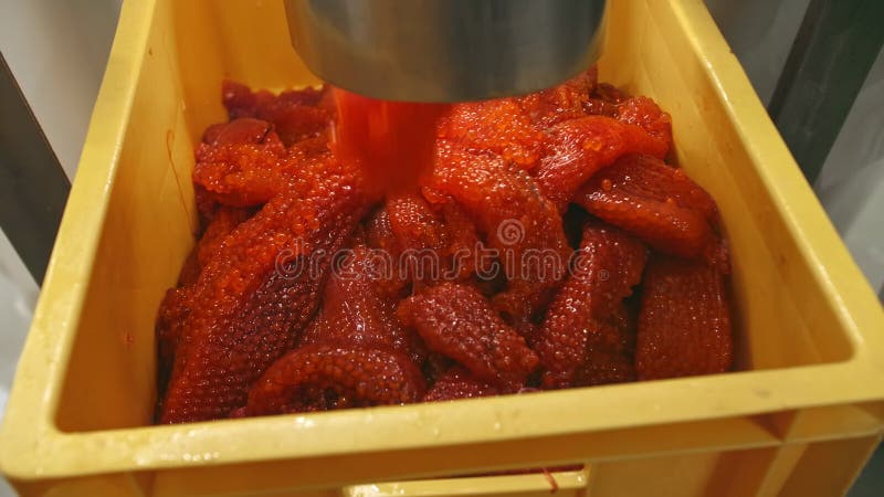 Huge Amount of Red Salmon Caviar is Poured into a Container at a ... Huge Amount of Red Salmon Caviar is Poured into a Container at a ...