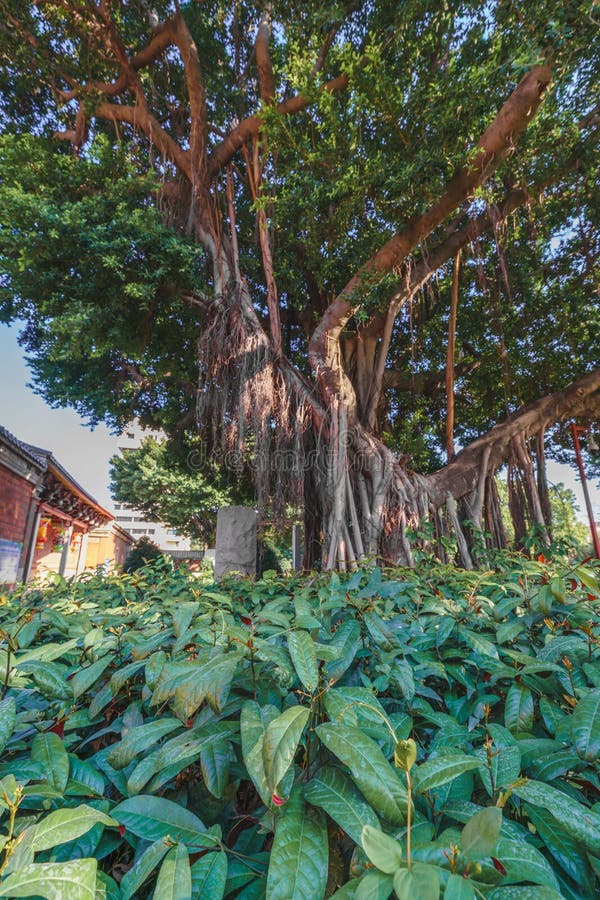 Huge Ancient Banyan Tree Under the Sunlight Stock Image - Image of ...