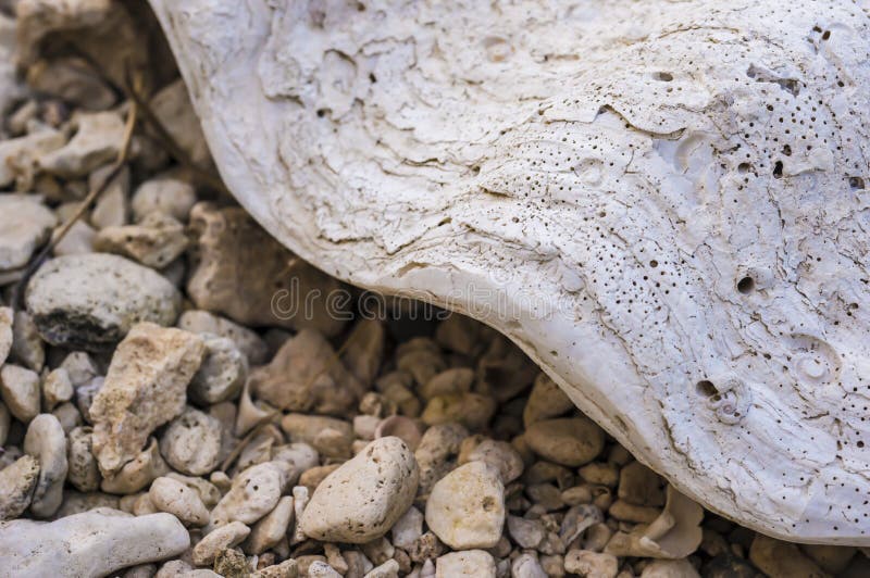 Huge Ancient Shell on Rocky Beach Stock Photo - Image of vintage ...