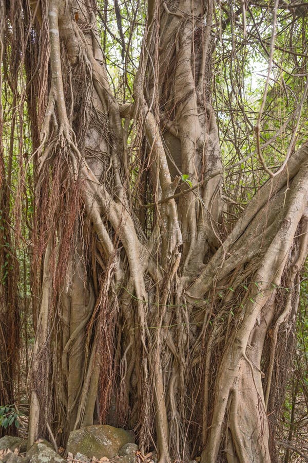 Huge Ancient Trees in the Rain Forest Stock Image - Image of giant ...