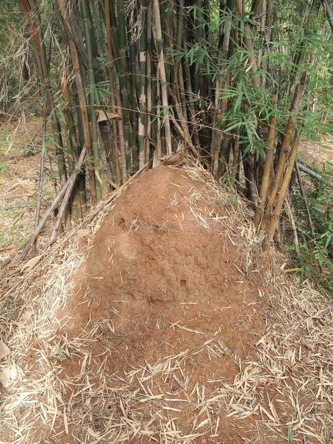 Huge Anthill in Chitwan National Wild Park Stock Photo - Image of ...