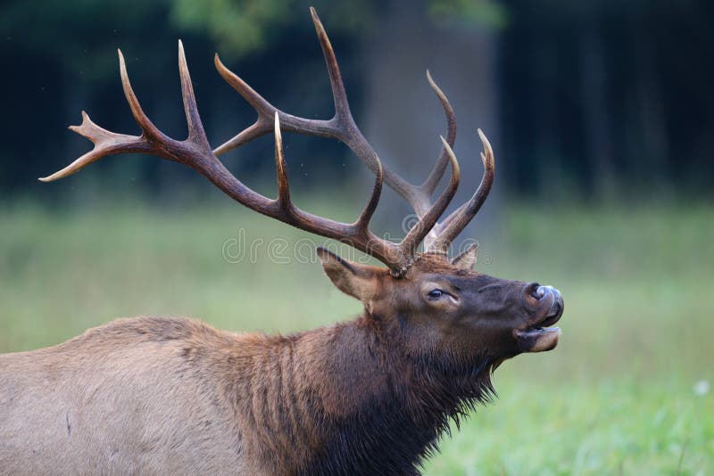 Huge Antlers on Bugling Elk during Rut Season Stock Photo - Image of ...