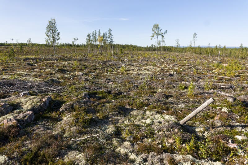Huge Areas of Deforestation Stock Photo - Image of beetles, forestry ...