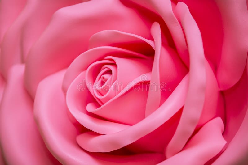 Pink flower close up stock photo. Image of background - 175402256