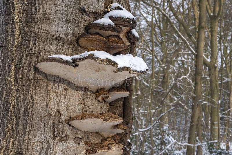 Artist Bracket Tree Mushroom Stock Photo - Image of medecines, medicin ...