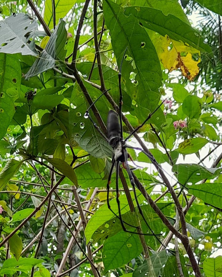 Huge Australian Spider Plays Peek a Boo Stock Photo - Image of ...