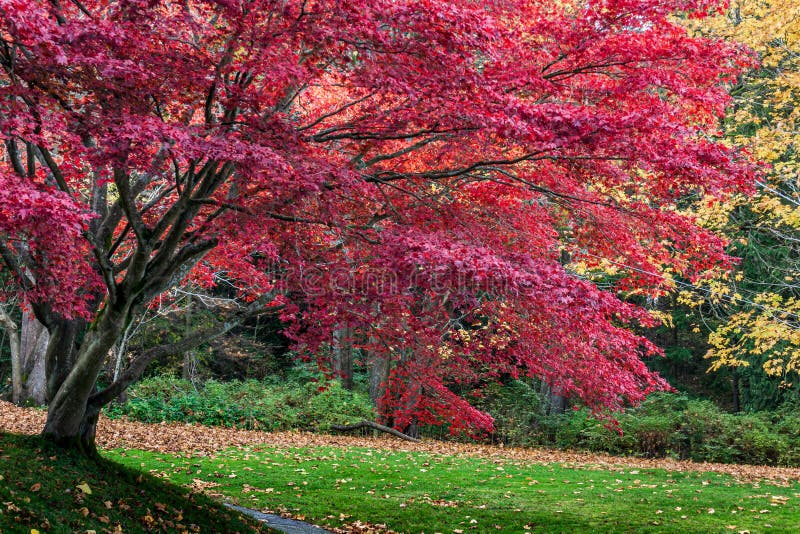 Huge Autumn Tree with Ren Leaves in the Park Stock Photo - Image of ...