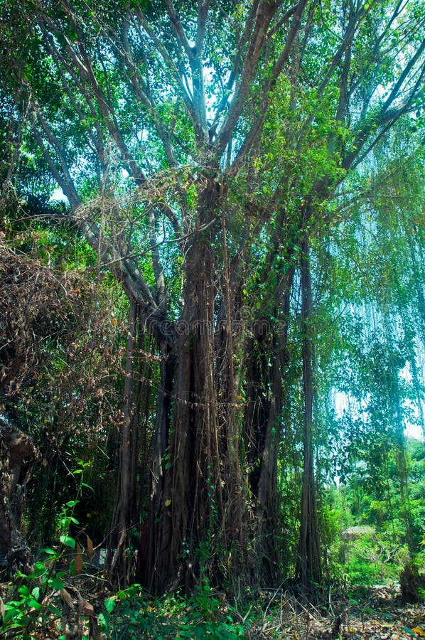 Huge Banyan Tree In Bali Village, Indonesia Stock Image - Image of ...