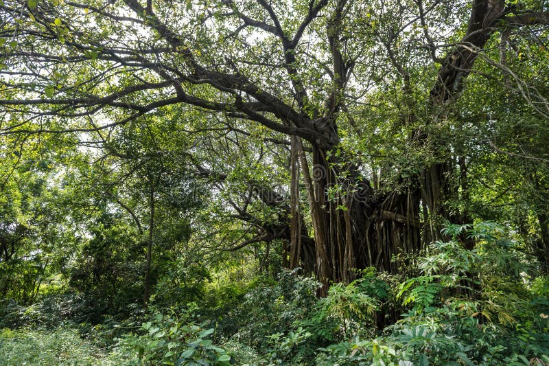 Huge Banyan Tree in the Indian Jungle Stock Image - Image of branch ...