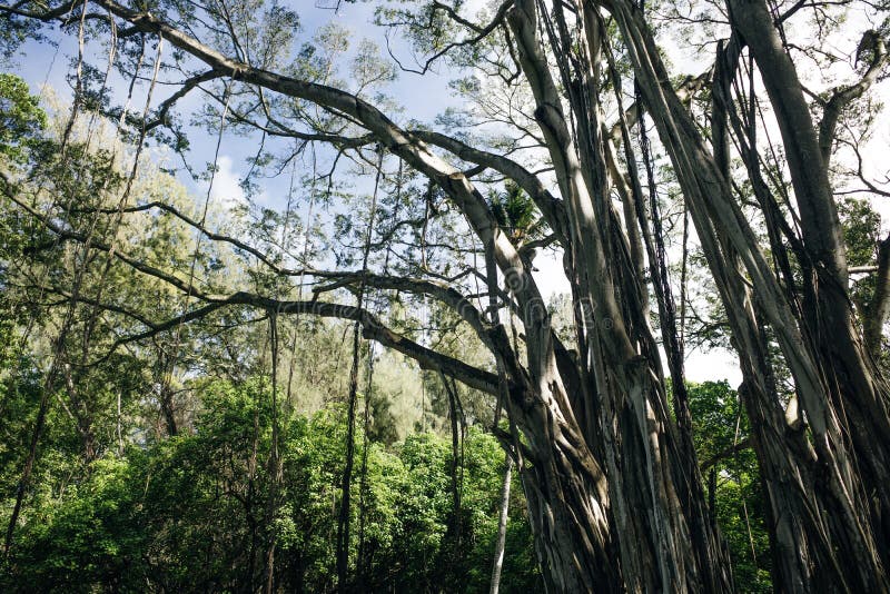 Huge Banyan Tree on Oahu, Hawaii Stock Photo - Image of tree, natural ...