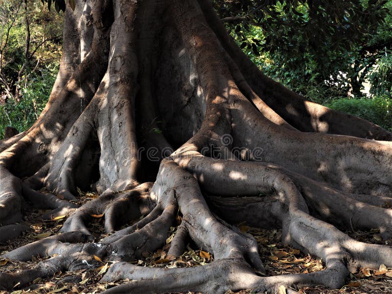 Huge Banyan Tree in the Pura Kehen Temple in Bali, Indonesia Stock ...