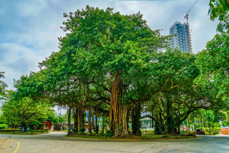 Huge banyan tree stock photo. Image of silence, life - 369086594