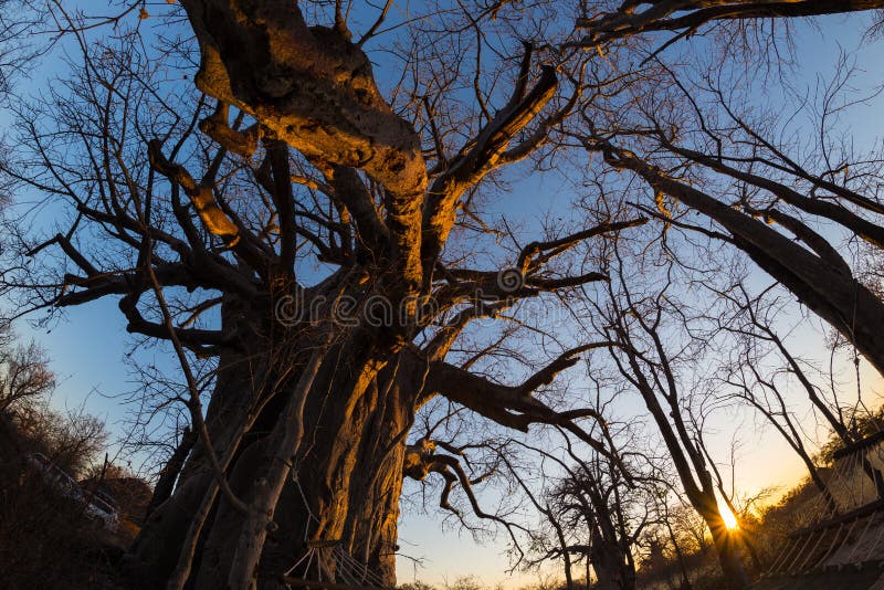 Huge Baobab Plant in the African Savannah with Clear Blue Sky and Sun ... Huge Baobab Plant in the African Savannah with Clear Blue Sky and Sun ...