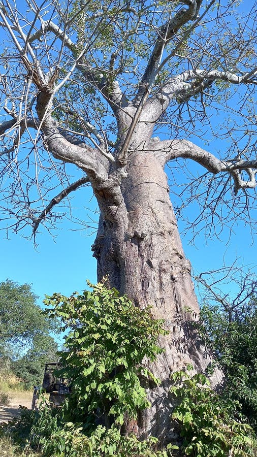 Huge Baobab Tree at Chiawa Area, Zambia Stock Image - Image of winter ...