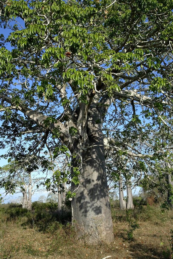 Huge Baobab Tree Roots, Mozambique Stock Image - Image of park ...