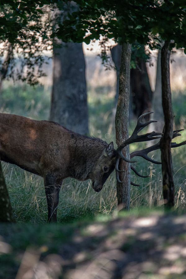 Huge Barbary Stag Scratching Its Head on a Tree Stock Photo - Image of ...