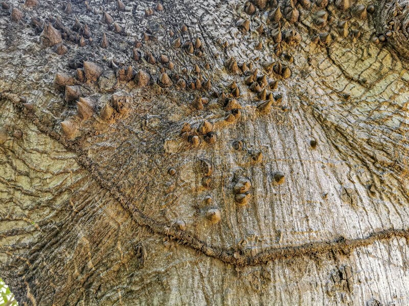 Huge Beautiful Kapok Tree Ceiba Tree with Spikes Texture Pattern Stock ...