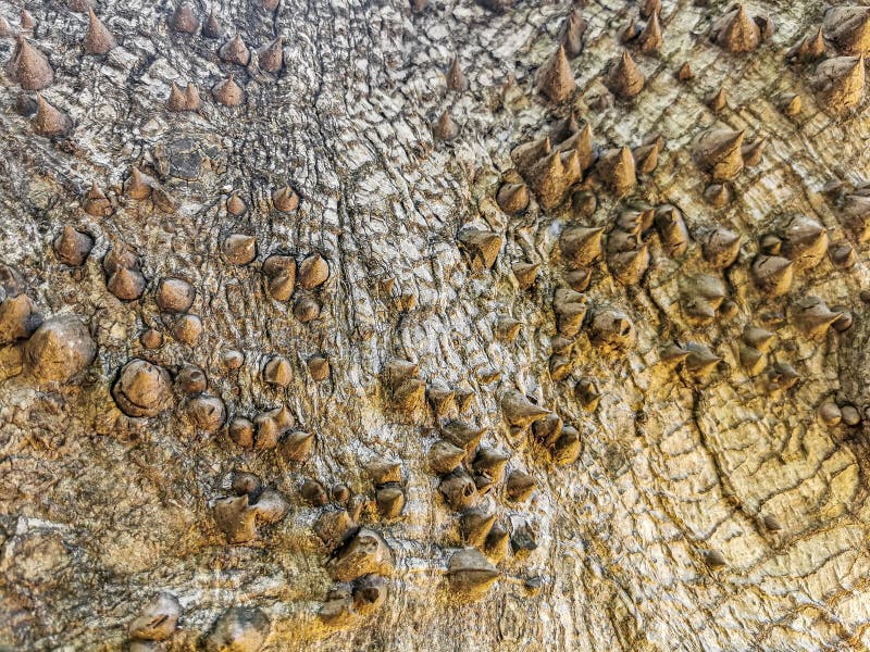 Huge Beautiful Kapok Tree Ceiba Tree with Spikes Texture Pattern Stock ...