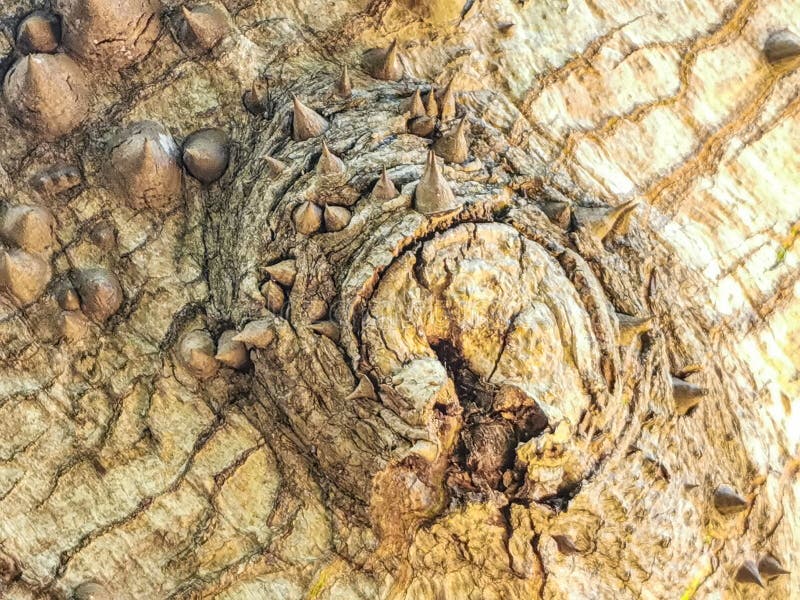 Huge Beautiful Kapok Tree Ceiba Tree with Spikes Texture Pattern Stock ...