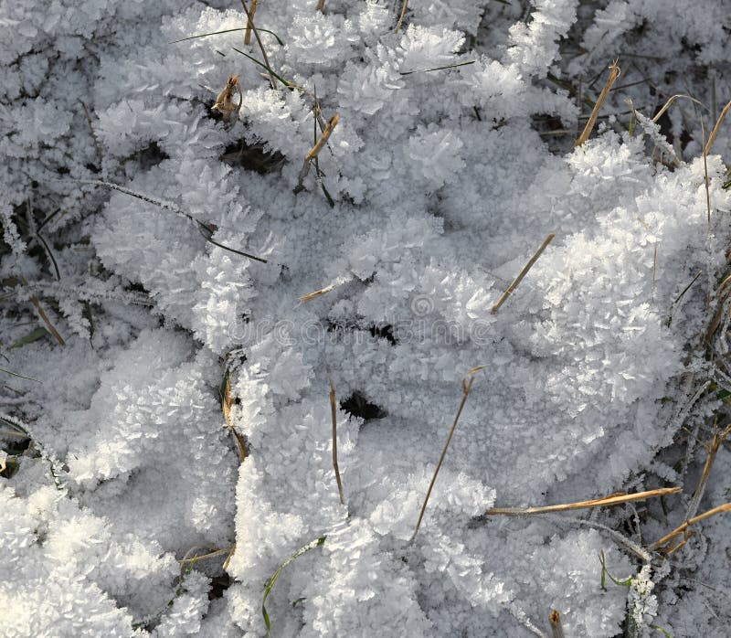 Huge Beautiful Snowflakes on Grass in Early Winter Stock Photo - Image ...