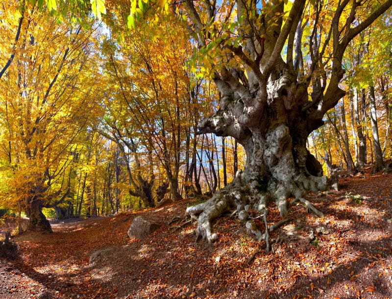 Huge Beech in Autumn Forest Stock Photo - Image of huge, outdoor: 34700956