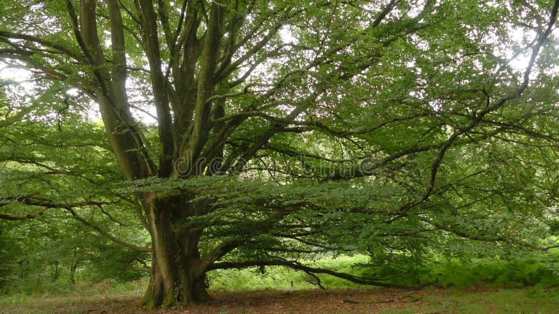 Cut of Huge Beech Tree. Large Beech Tree Stump in Colorful Autumn ...