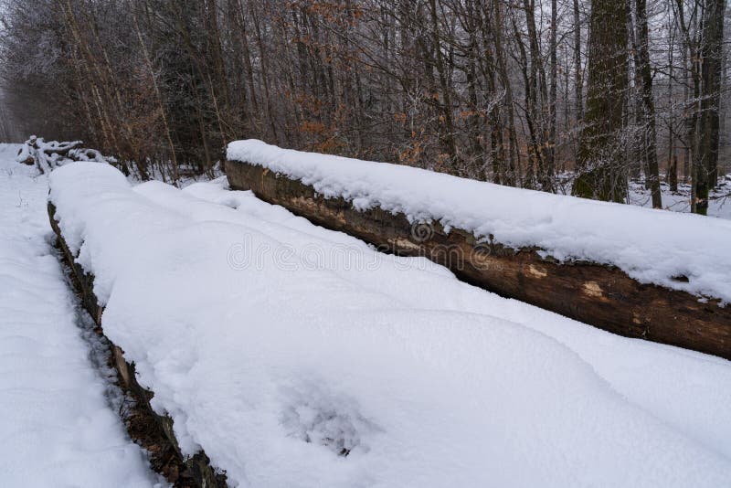 Huge Beech Trunks Lying on the Forest Floor Covered with Snow Stock ...