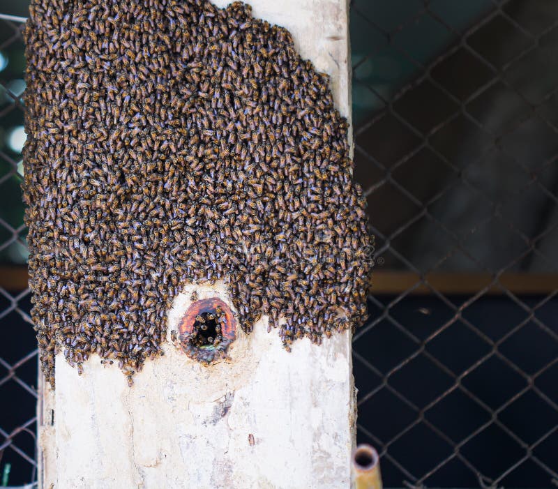 Stump Bee House Stock Photos - Free & Royalty-Free Stock Photos from ...