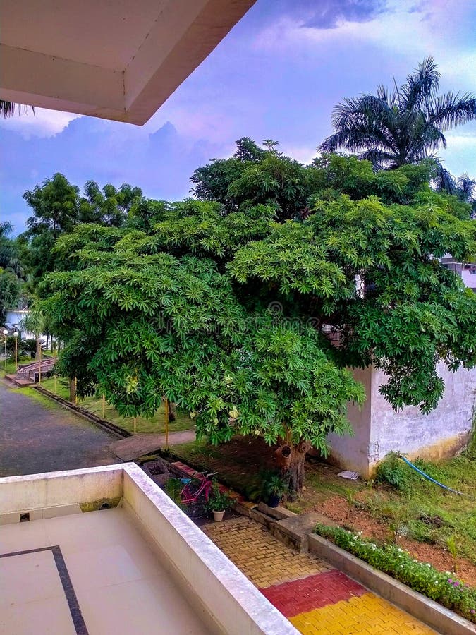 The huge Beutiful tree. stock photo. Image of plant - 232278874