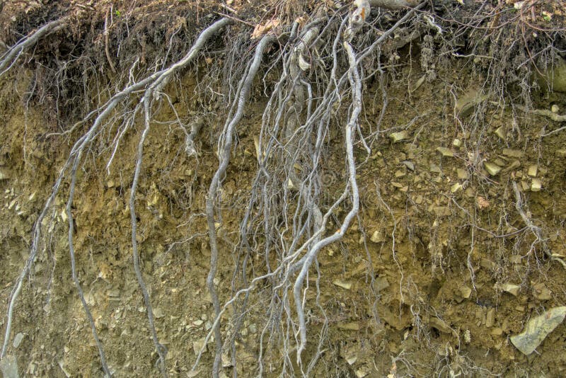 Tree Roots Connected Stock Photos - Free & Royalty-Free Stock Photos ...