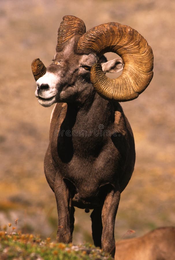 Bighorn Sheep Rams Fighting Stock Image - Image of fight, sheep: 13159929