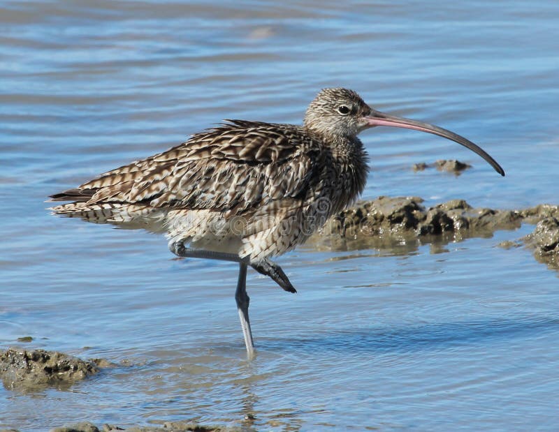 Far Eastern Curlew In Australia Stock Photo - Image of avian ...