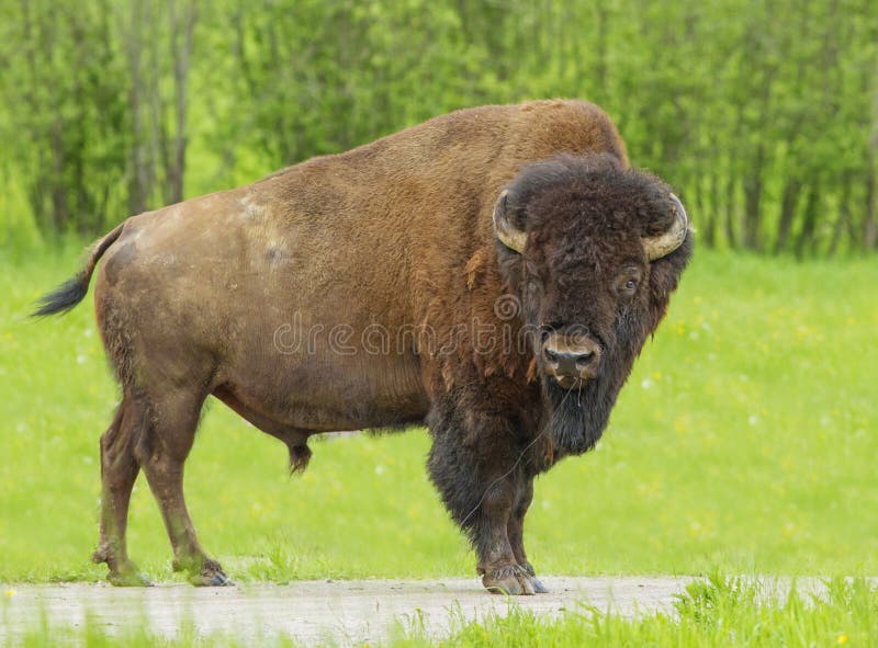 Huge bison stock image. Image of bull, forest, fall, dominant - 31419779
