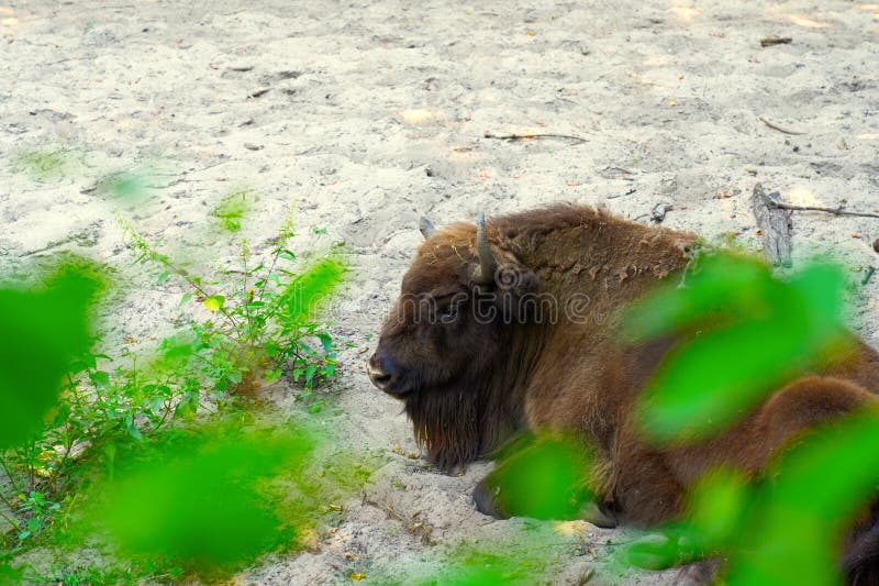 A Huge Bison Resting on a Shade Under a Tree. Stock Image - Image of ...
