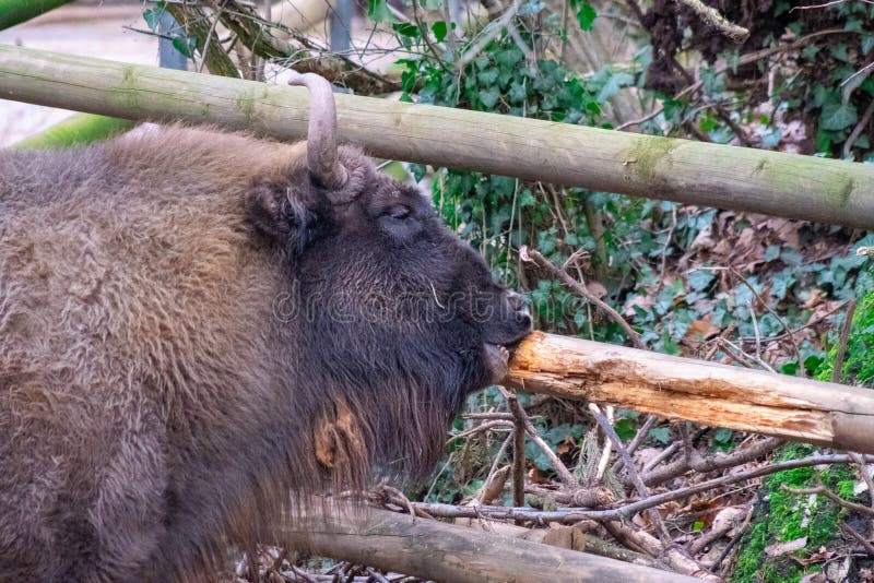 Huge Bison in the Wild Europe Stock Photo - Image of forest, bull ...