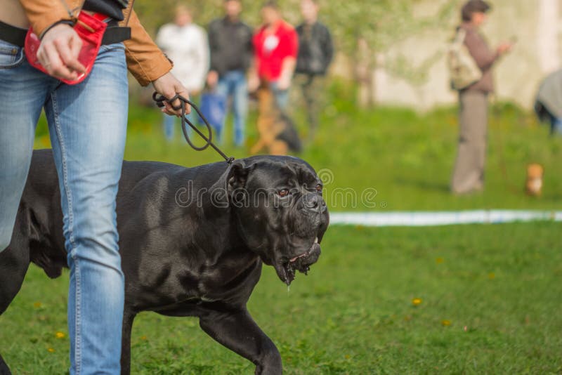 Huge Black Cane Corso with a Man Stock Image - Image of adorable ...