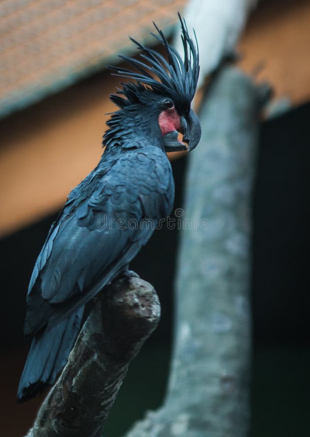 Huge Black Parrot Kakadu with Shaggy Tuft Stock Photo - Image of bird ...
