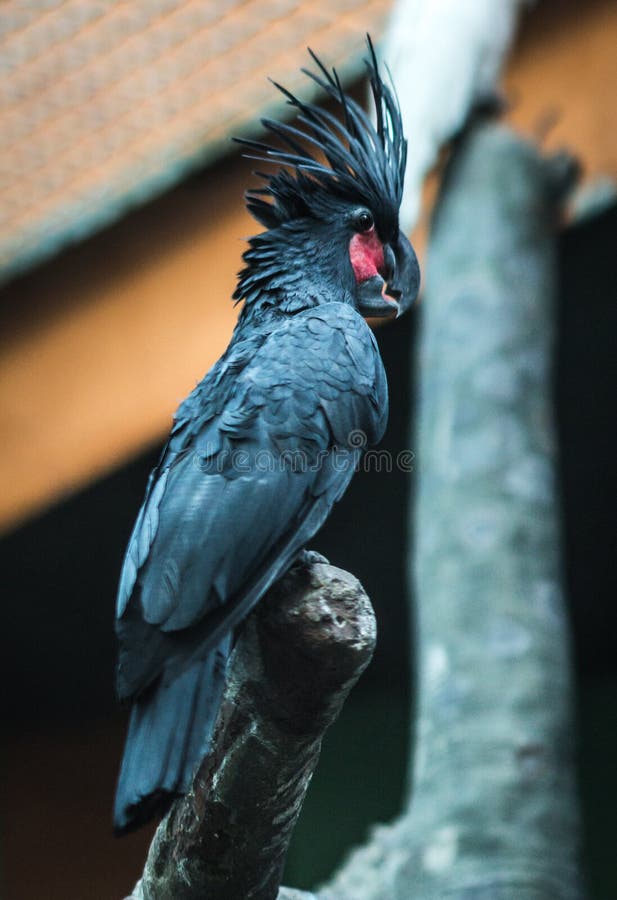Huge Black Parrot Kakadu with Shaggy Tuft Stock Image - Image of green ...