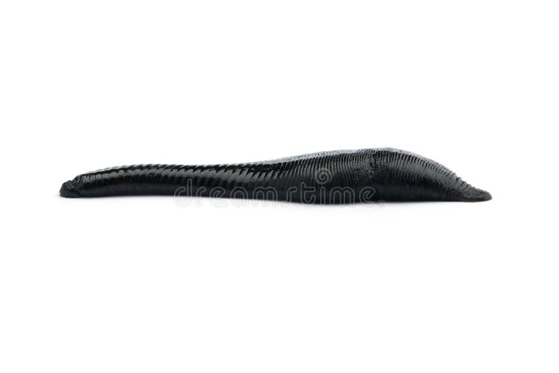 Huge Black River Leech Isolated on White Background Stock Image - Image ...