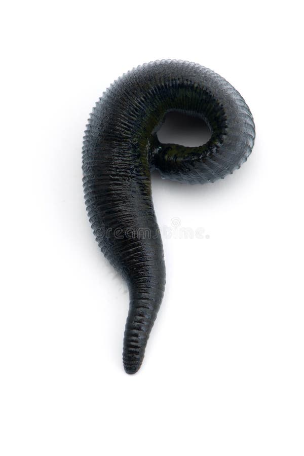 Black River is a Huge Leech Isolated on White Background Stock Photo ...