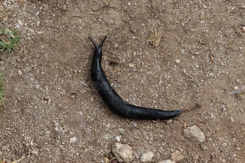 Huge black snail. stock photo. Image of ground, slow - 83229128