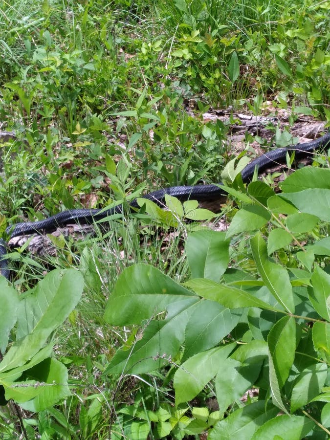 Huge Black snake stock photo. Image of huge, forests - 220959214