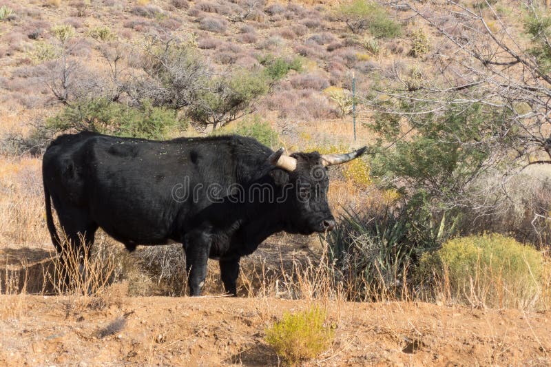 Huge Black Steer, Curious of People Stock Image - Image of companion ...