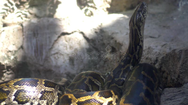 Huge Boa Constrictor (python) Snake Smells the Air, 4K Stock Footage ...