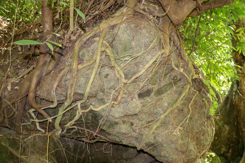 397 Large Top Down Forest Stock Photos - Free & Royalty-Free Stock ...