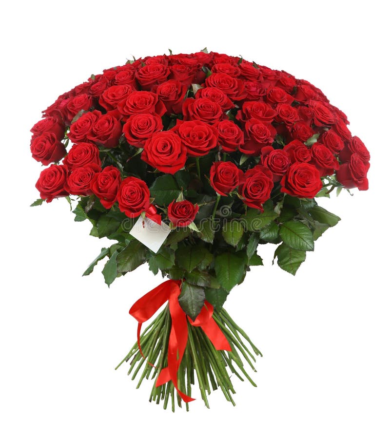 Huge Bouquet of Beautiful Red Roses on White Stock Image - Image of ...