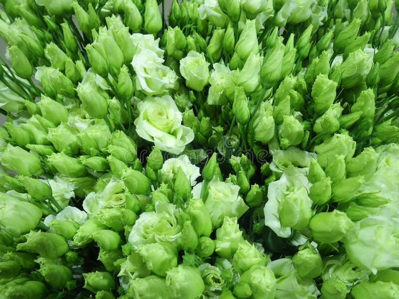 A Huge Bouquet of White Eustoma with a Green Tint Stock Image - Image ...