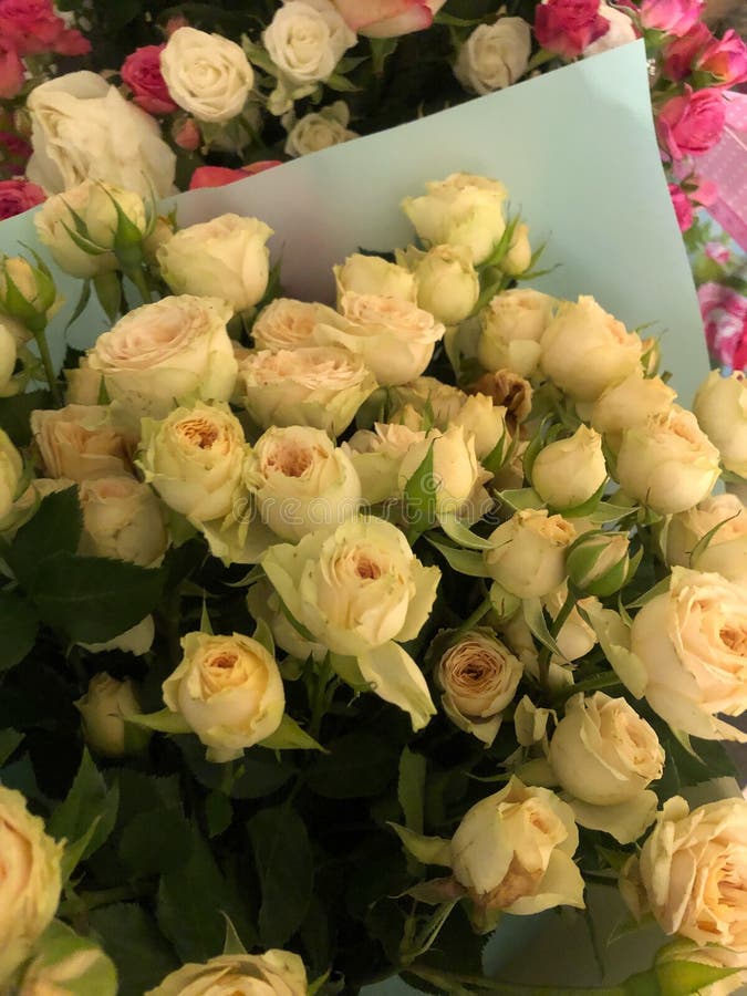 Huge Bouquet of White and Rose Roses Stock Image - Image of leaf ...